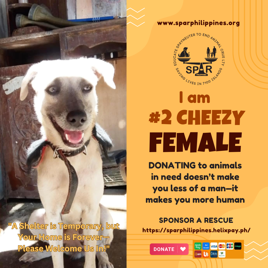 SPONSOR A DOG | SPAR Philippines Animal Welfare Non-profit Organization