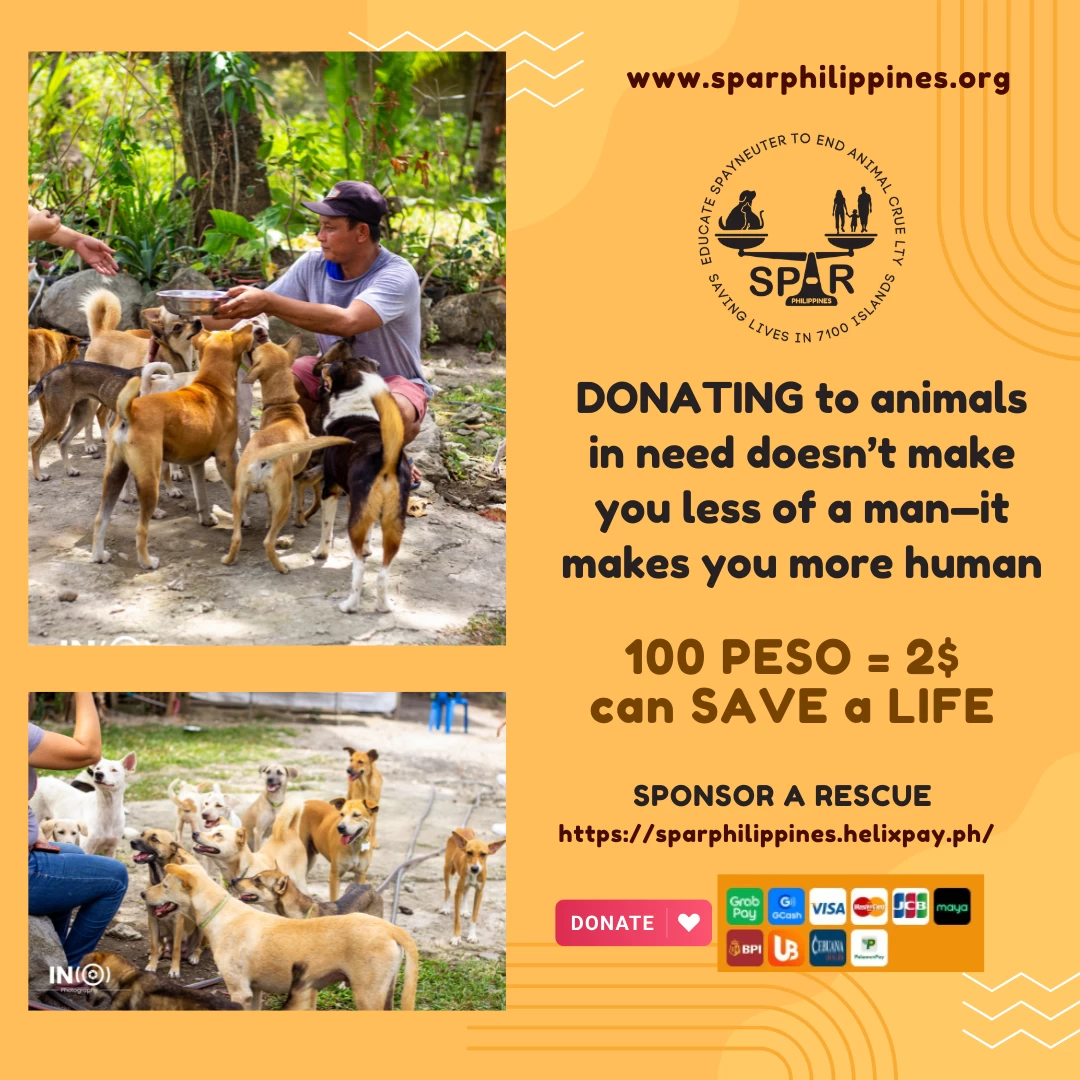 "More pups waiting for a sponsor!" | SPAR Philippines Animal Welfare ...