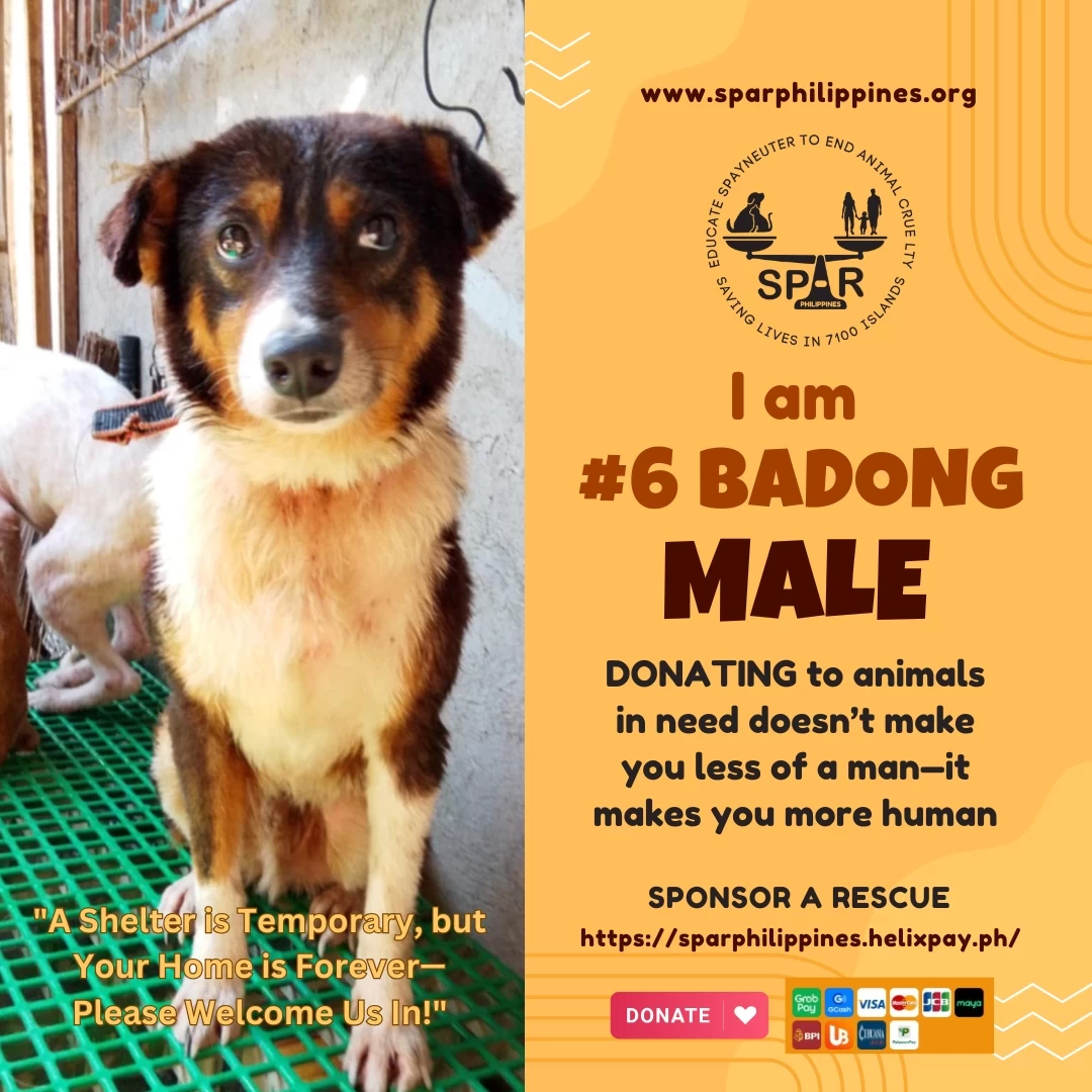 SPONSOR A DOG | SPAR Philippines Animal Welfare Non-profit Organization
